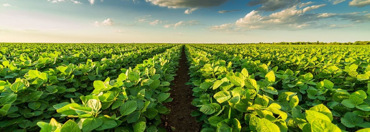 Distributor - Alpha Agro Industries